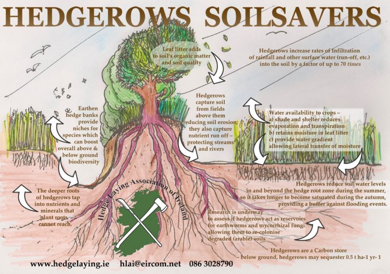 Value of Hedgerows - Hedgerows Ireland